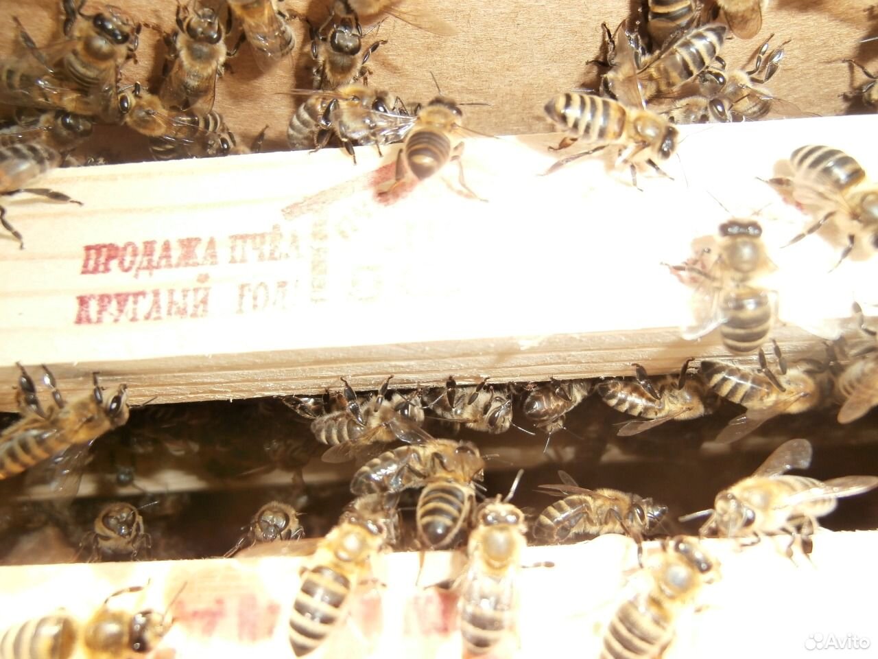 Пчелы для лечения в спб, круглый год