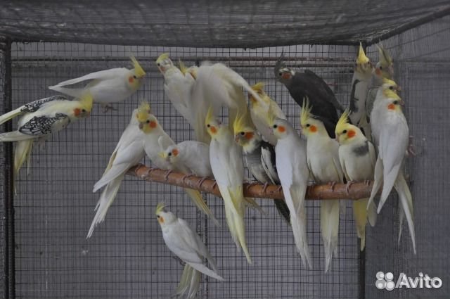 Попугаи корелы. Молоденькие