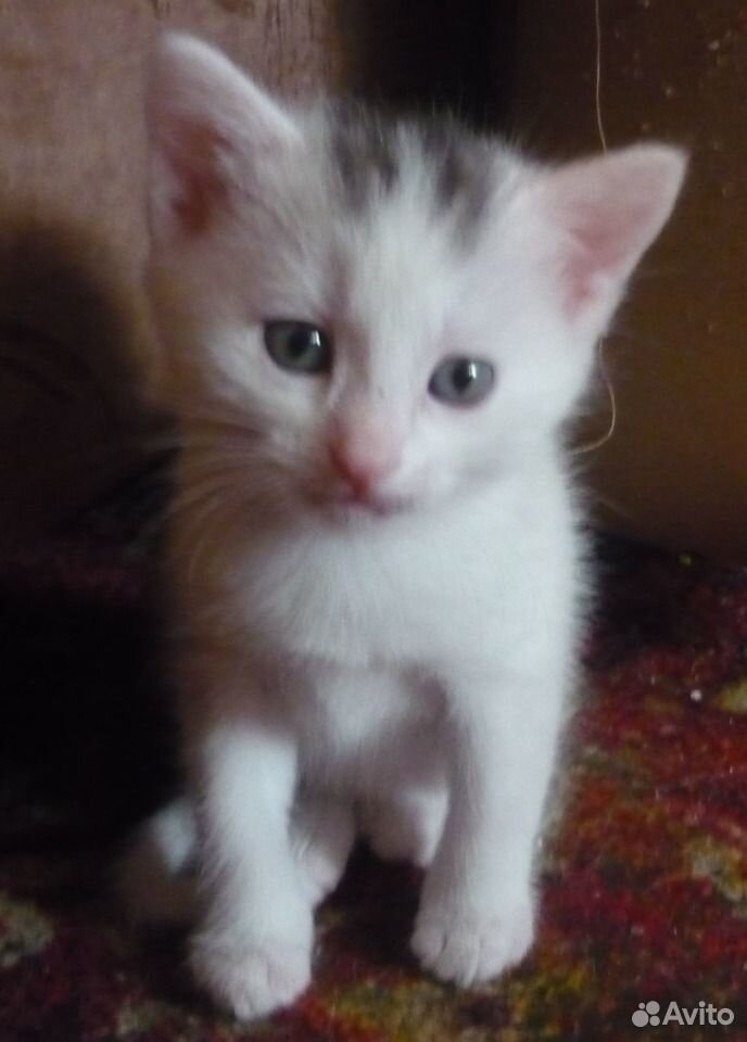 Котята Као -Мани, полукровки мальчики