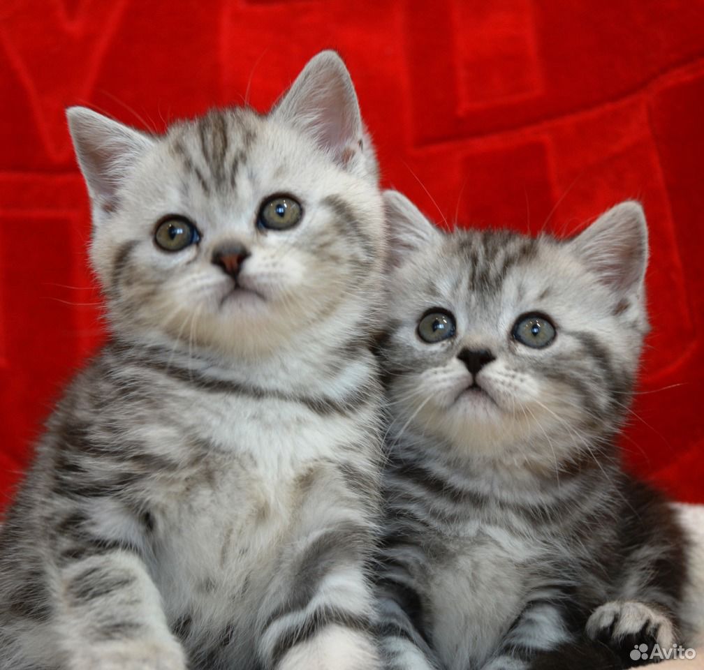 Как в рекламе, вискас