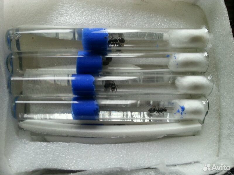 Муравьи Messor structor