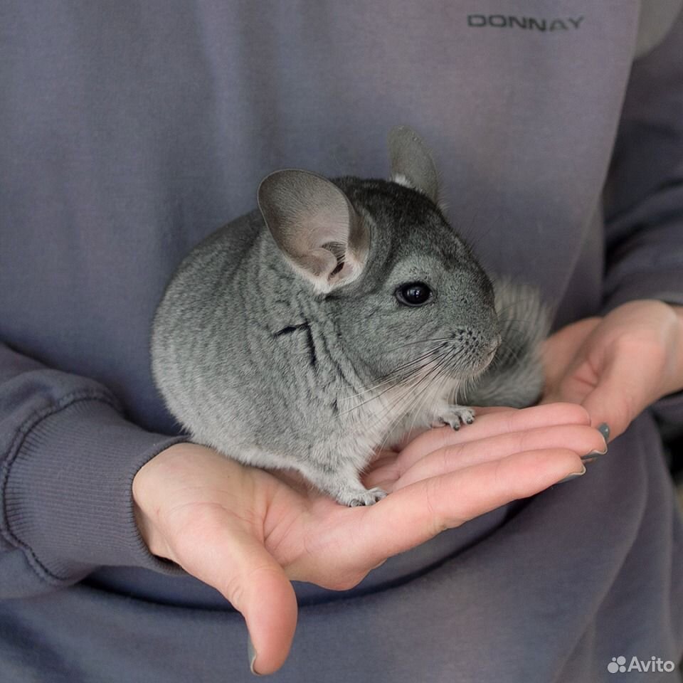 Шиншиллята Стандарт. Родословная, доставка, придан