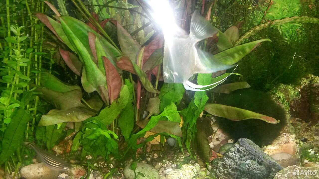 Растения со своего аквариума