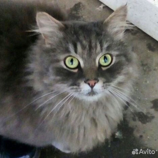 Роскошный большой кот Анатолий