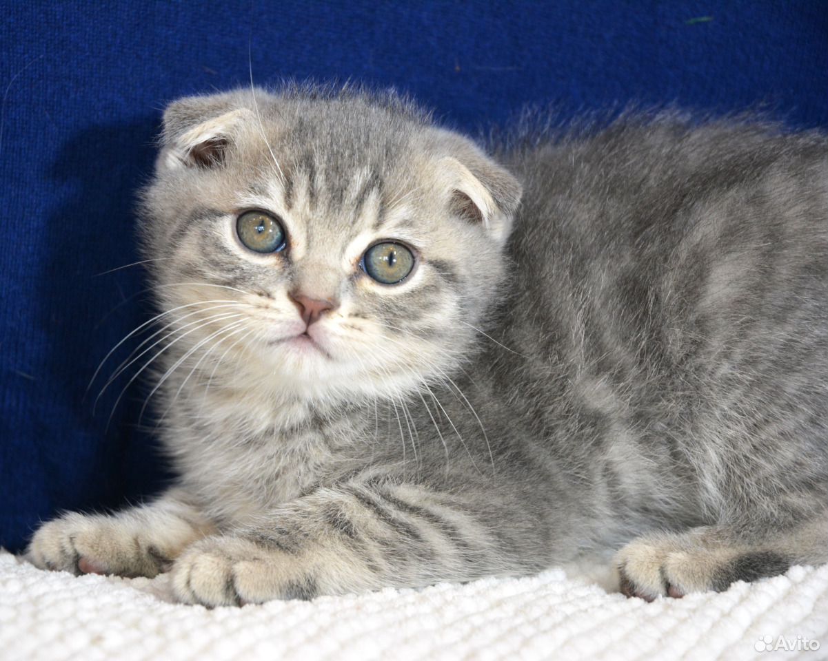 Матрос, или кот Матроскин;