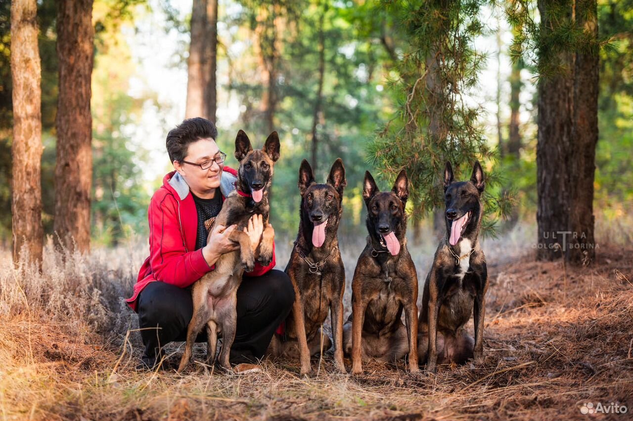 Помет Малинуа. Рабочие линии, питомник