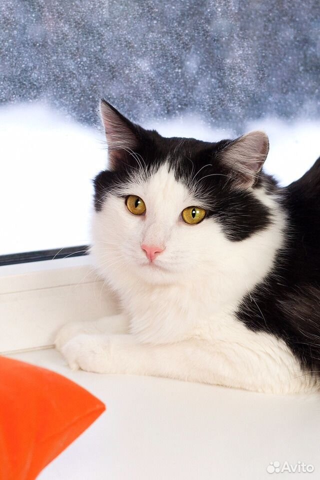 Кот Альберт