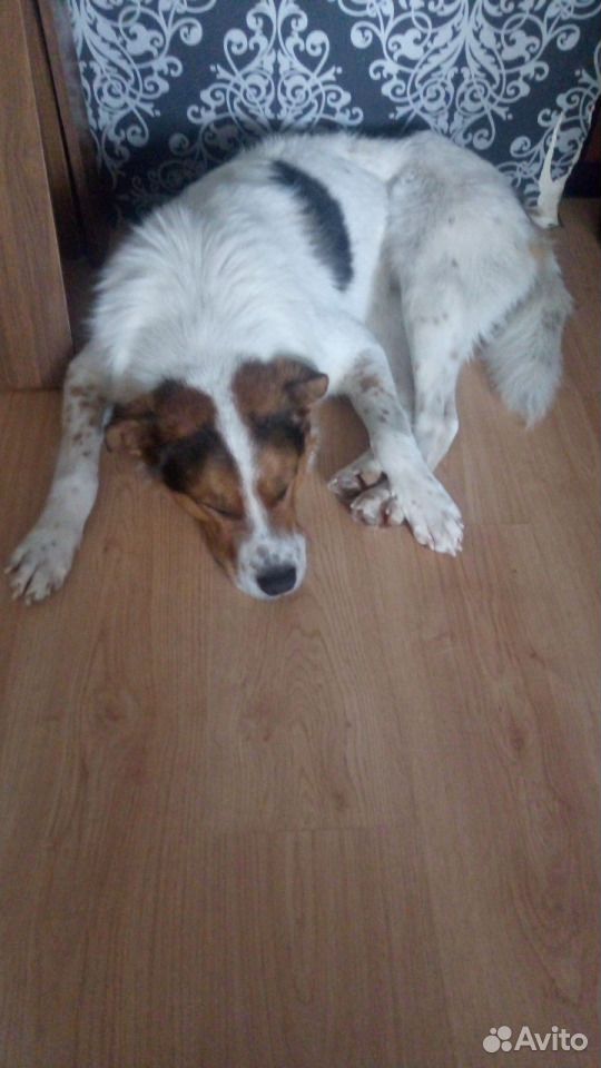 Добрейший пес ищет дом