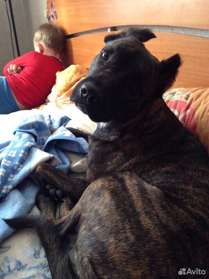 Девочка стафф на вязку