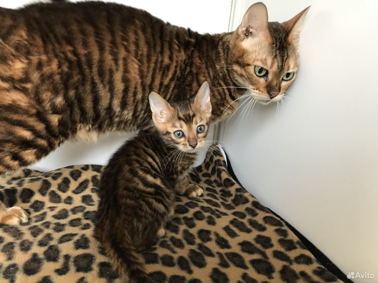 Тойгер кошечка Мурра