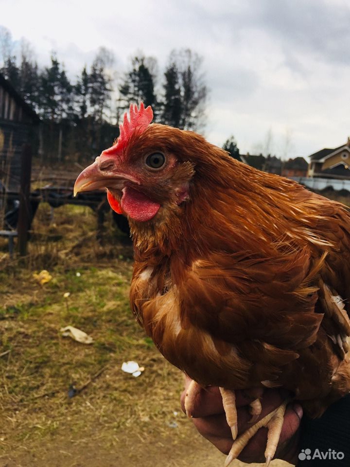 Куры коричневые породы Хай Лайн
