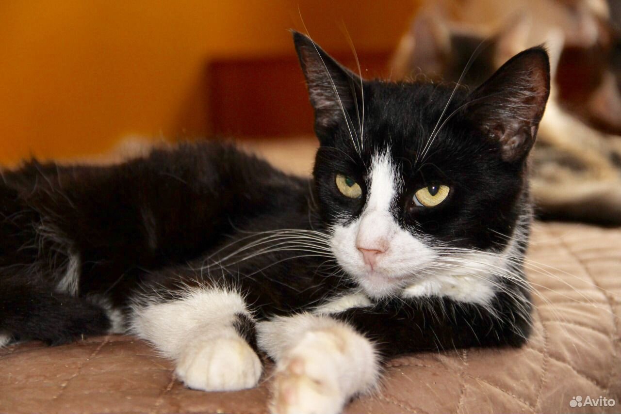 Кошечка Ласка Любовь и Нежность дар в добрые руки