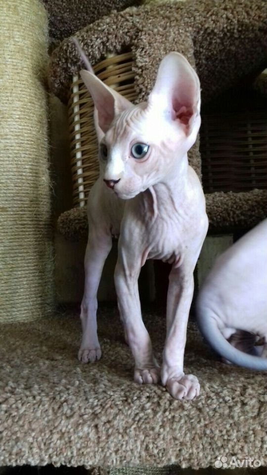 Котик-воркотик ищет маму-папу