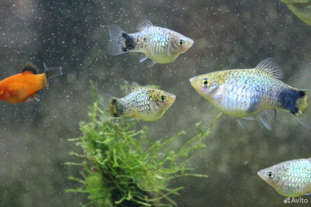 Пецилия ситцевая