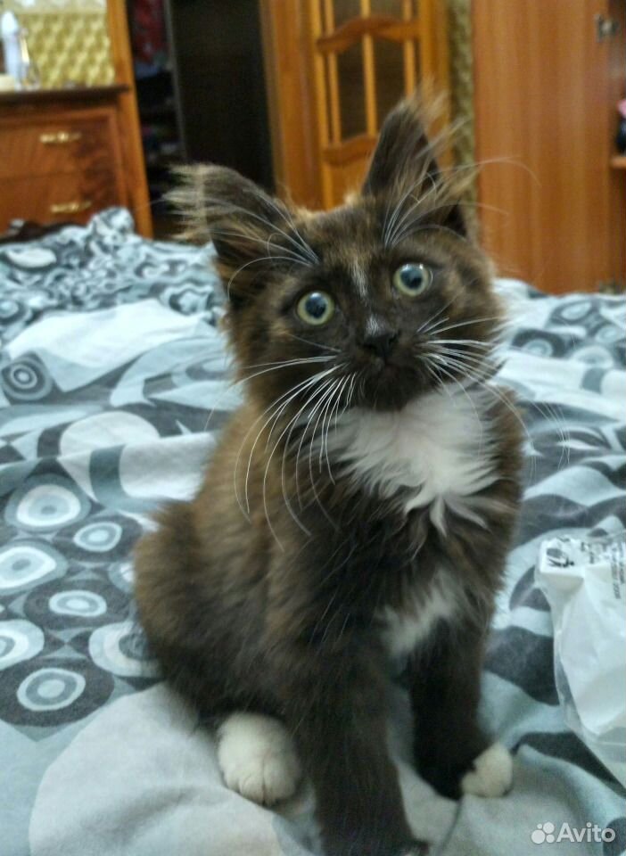 Отдаю в добрые руки