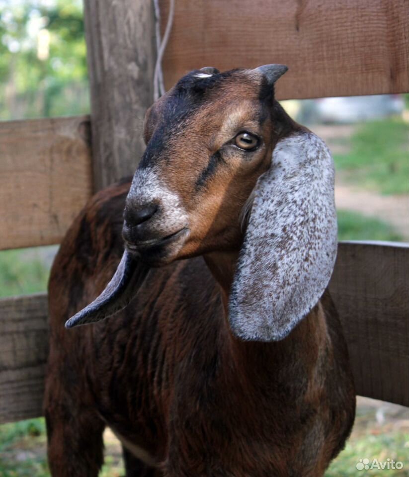 Нубийская козочка. 2,5 месяца