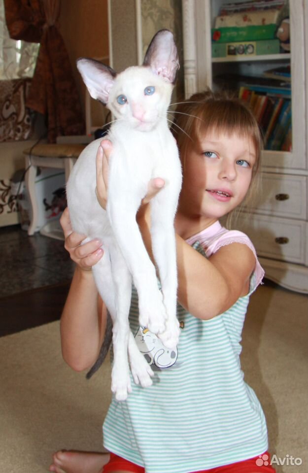 Шоколадная сейшелочка