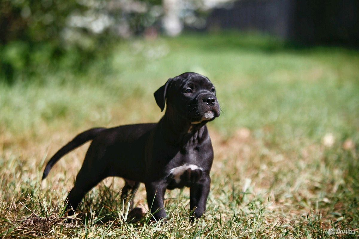 Супер девочки апбт