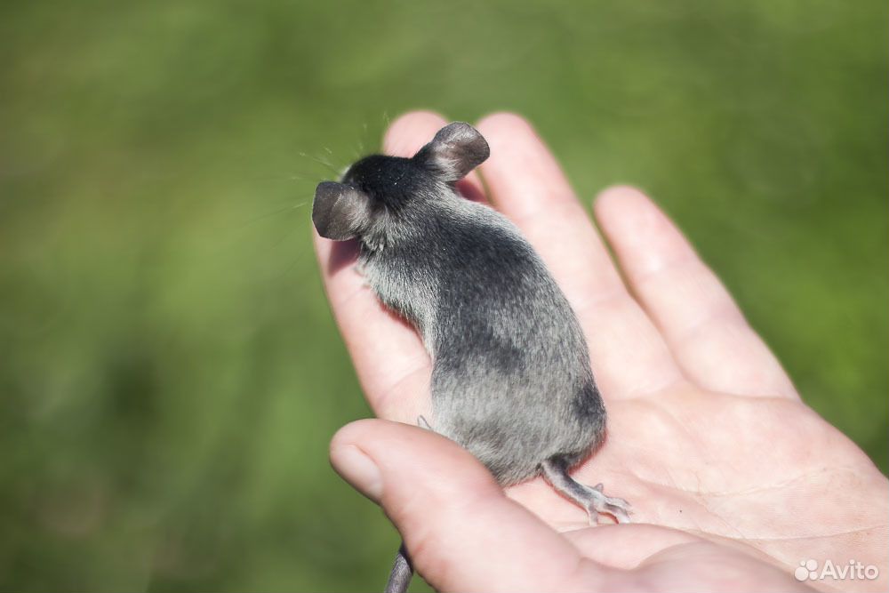 Меркурий, сатиновый мышонок стального окраса