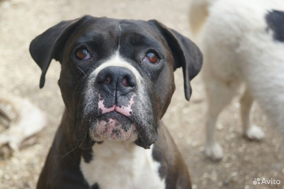 Шикарная боксерша в дар