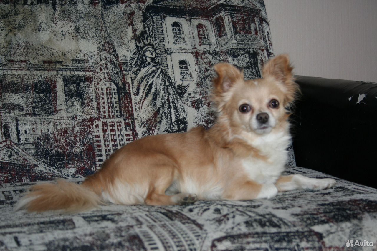 Ищет невесту