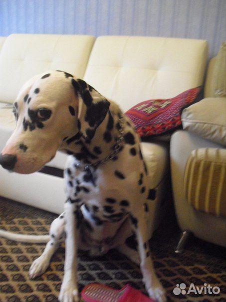 Красавец далматин в дар добрым людям