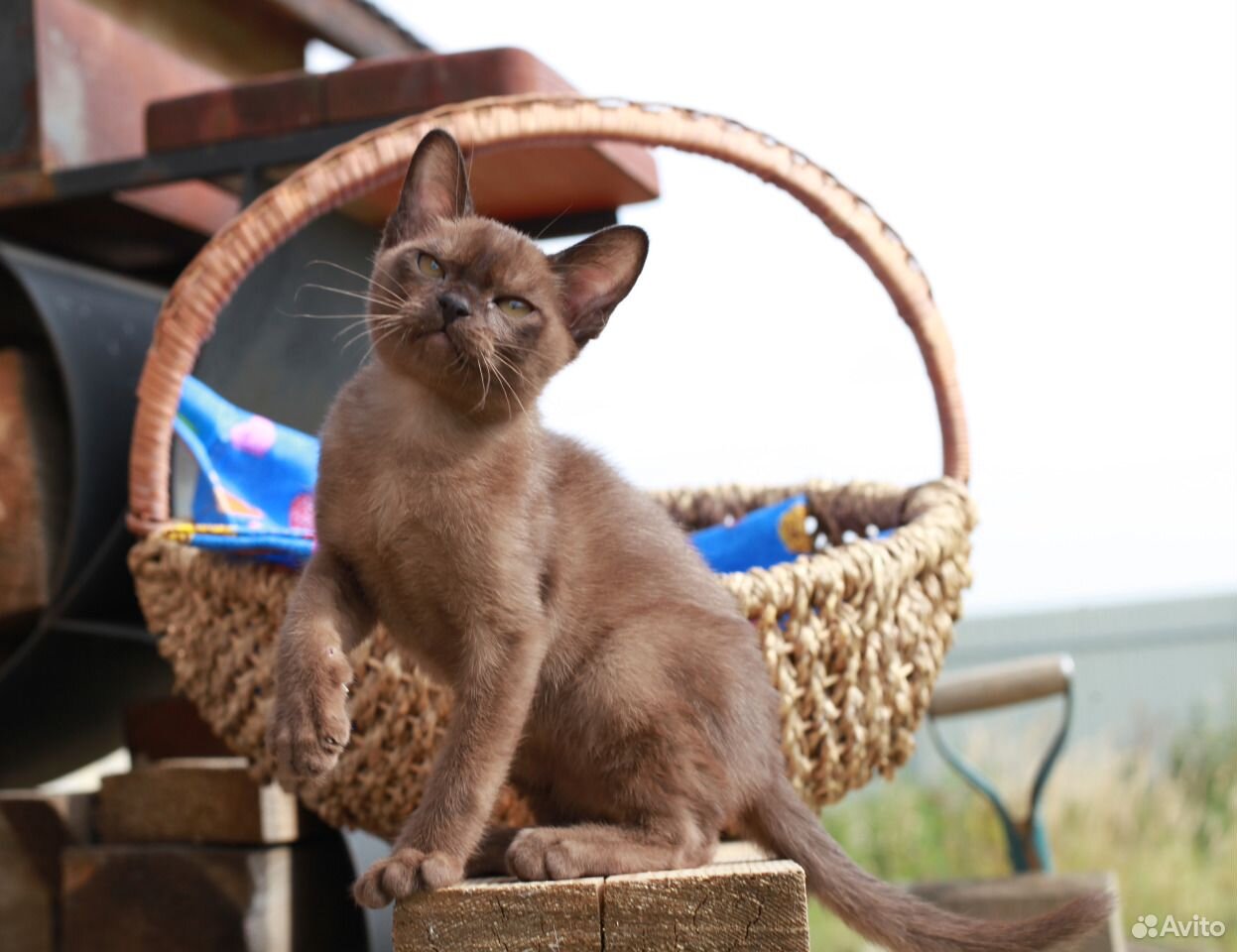 Соболек-котик евробурма