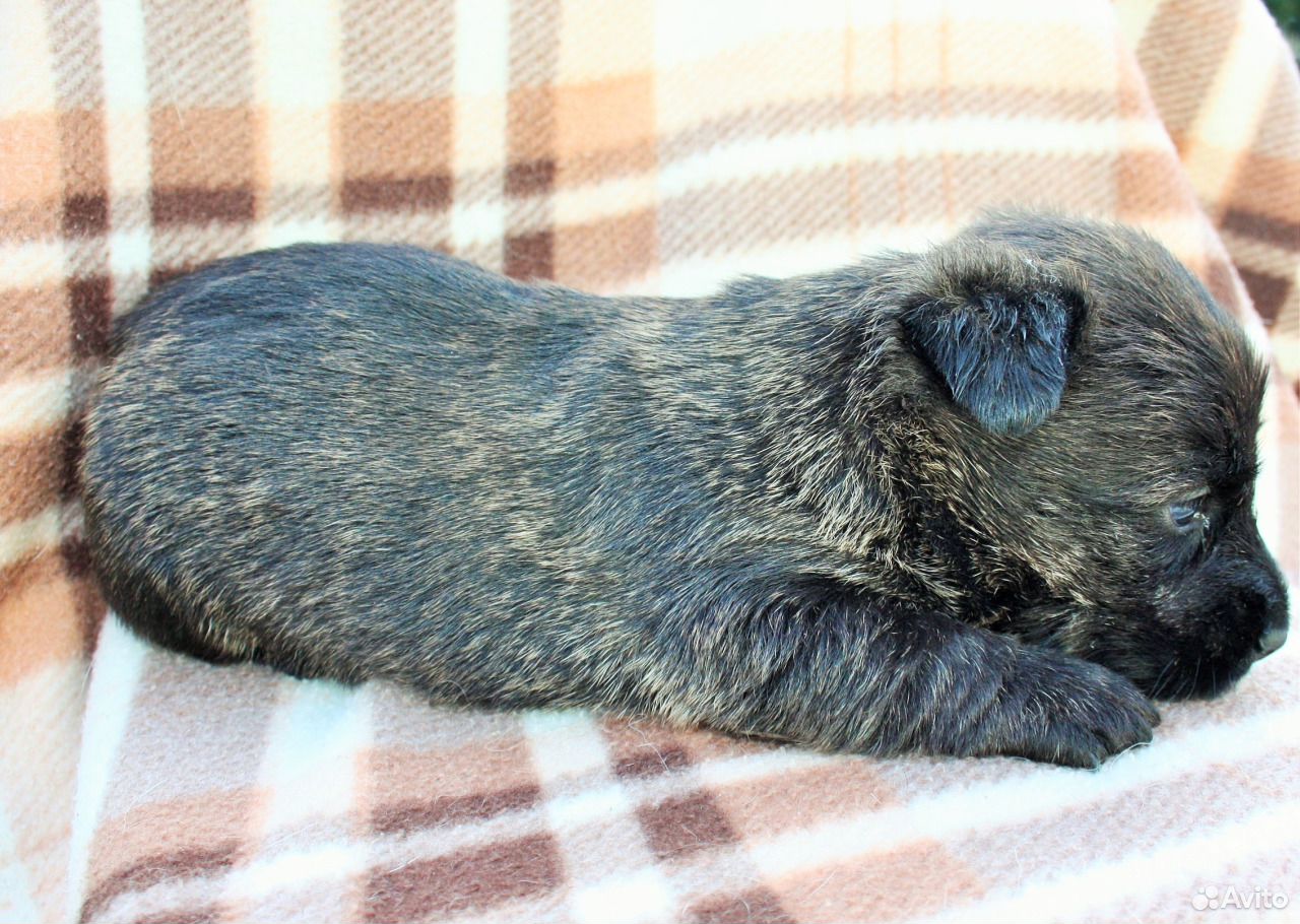 Скотч терьера клубные щенки