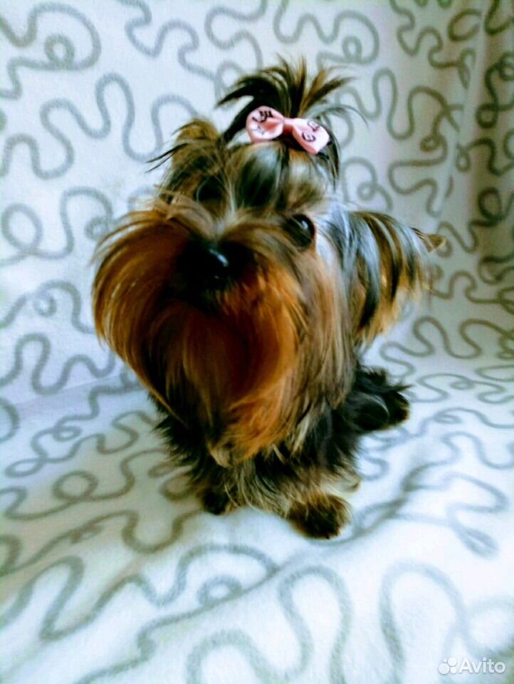 Йоркширские терьеры