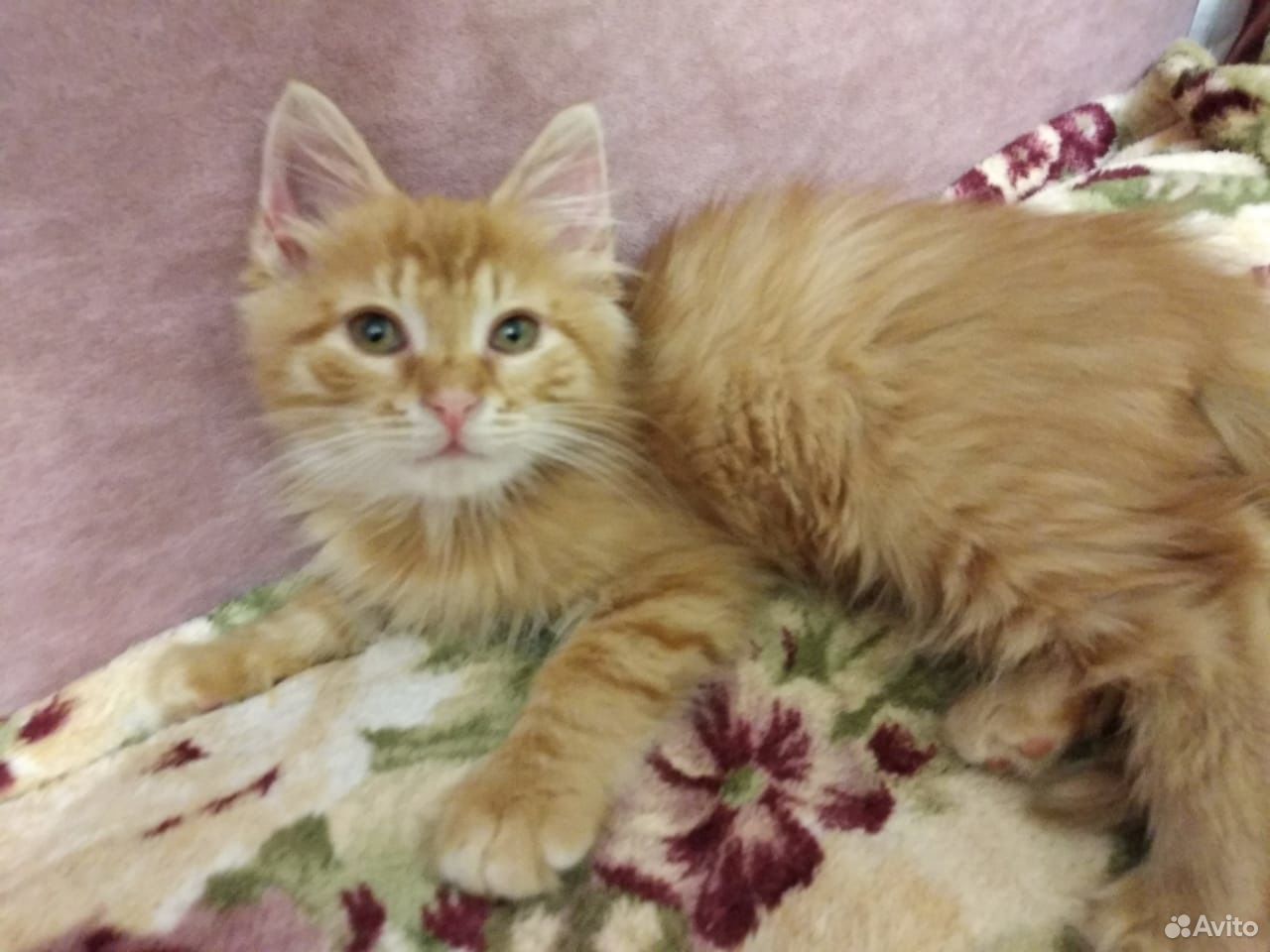 Рыжулик красотулик