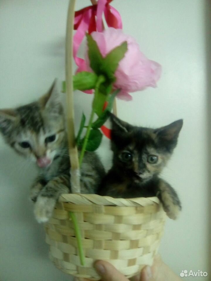 Котята в добрые руки