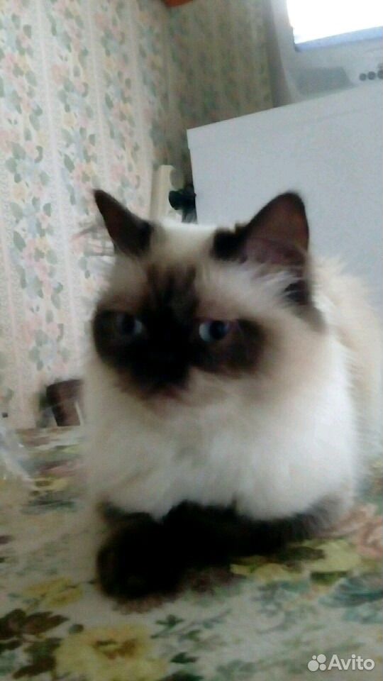 Кошка перс ищет жениха