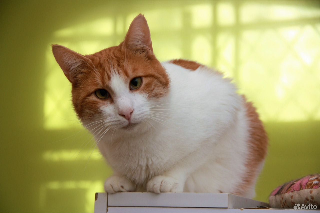 Котик Дюшес ищет дом