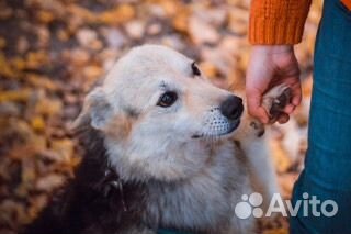 Звёздочка в дар