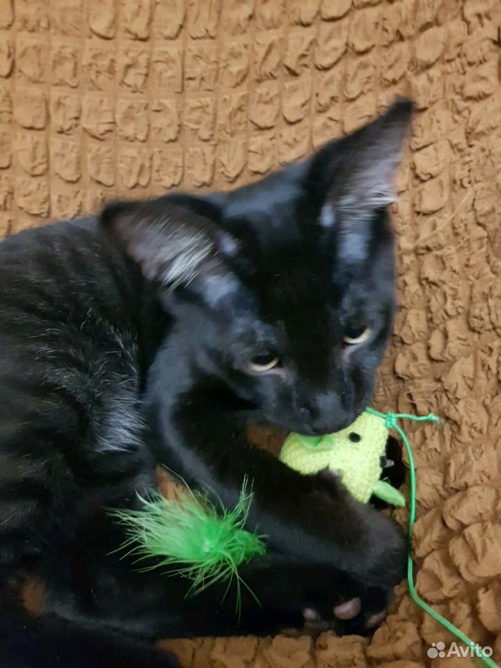 Черный котенок редкой породы Чаузи ф1