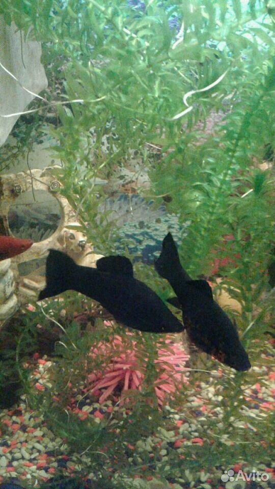 Моллинезии