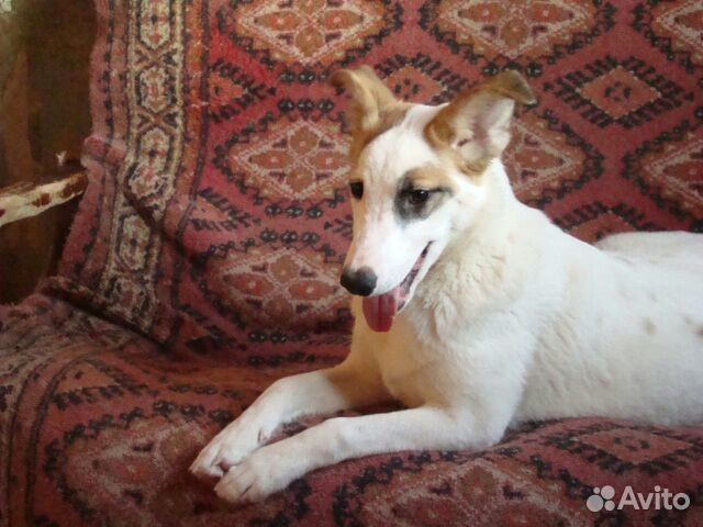 Отдам красивую белую девочку