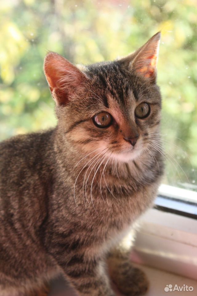 Кошечка, Ариша, 1 год, серенькая, полосатая