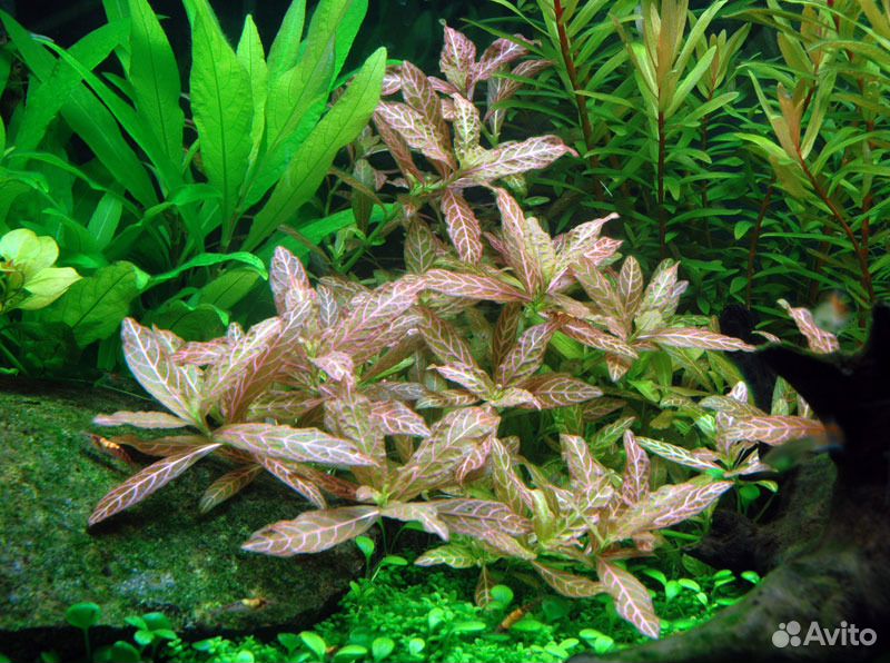 Живые аквариумные растения