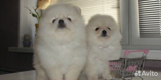 Мишки Померашки Миниатюры