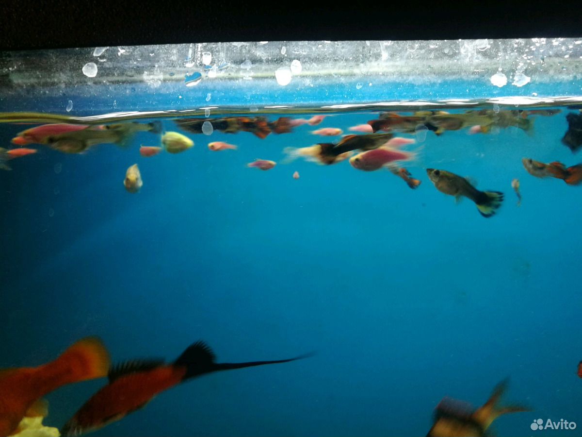 Аквариумные рыбки