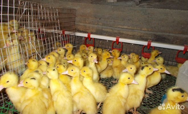 Утята старт 53