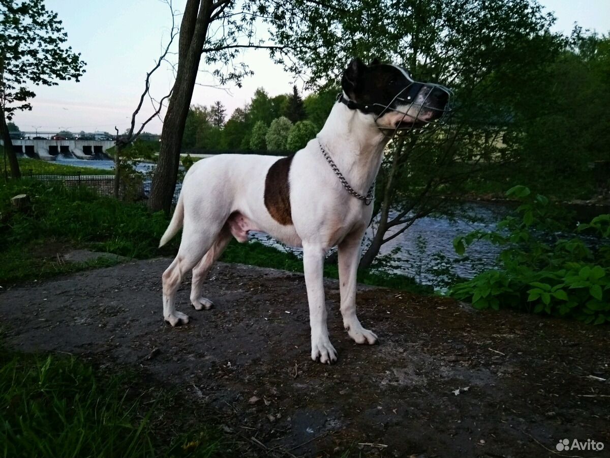 Метис питбуля в опытные руки