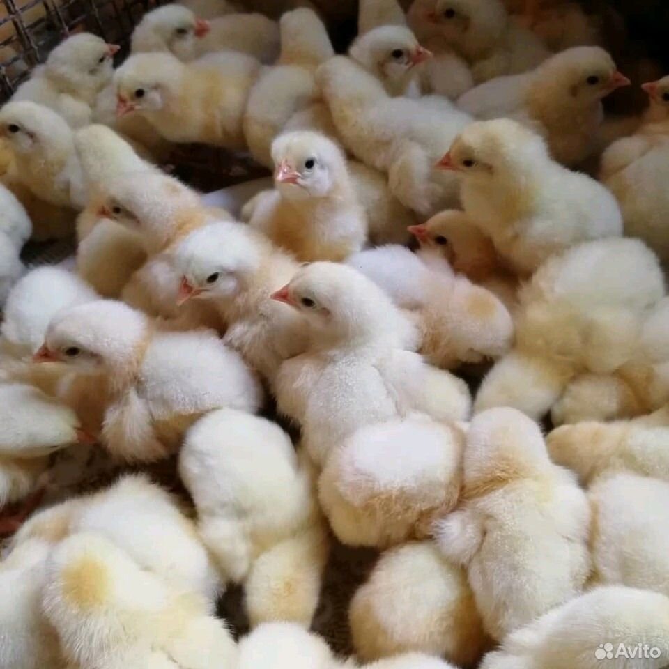 Цыплята бройлеры