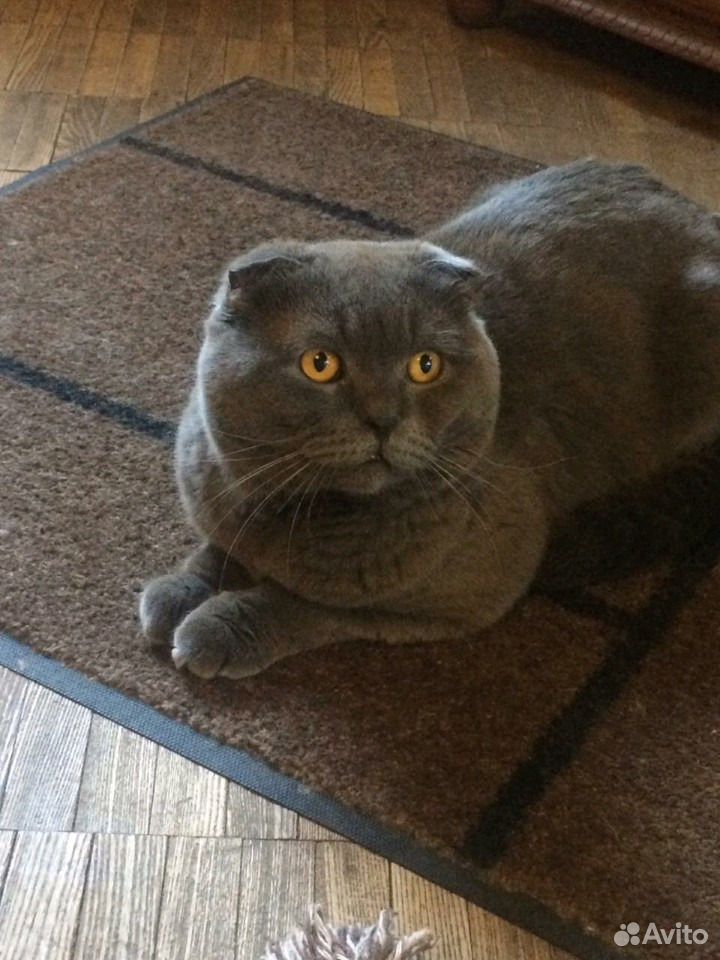 Шотландский скоттиш фолд. Кот. Вязка