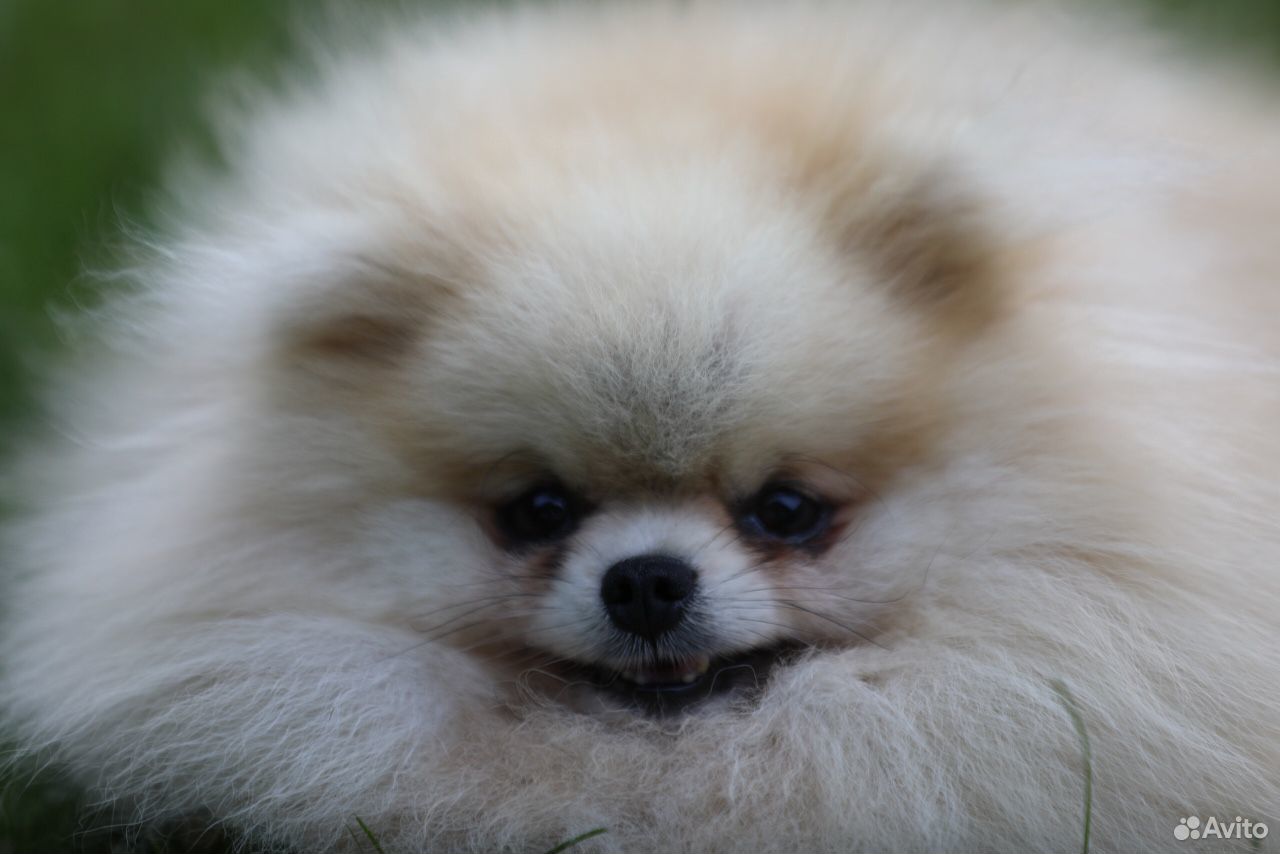 Вязка мини шпиц