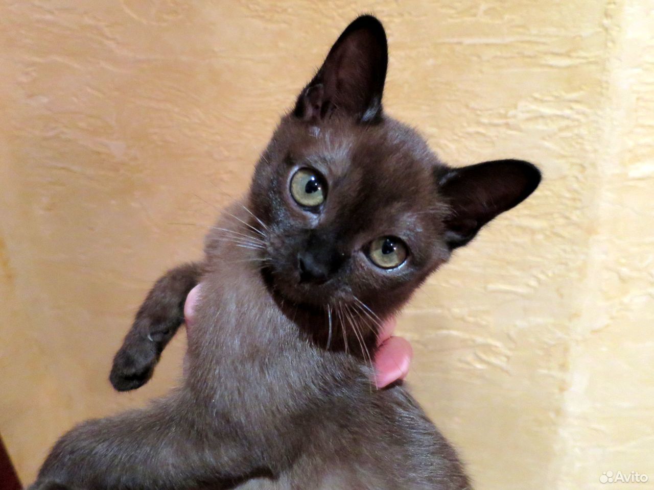 Роскошная бурма