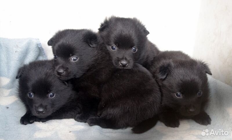 Щенки карликовой бельгийской овчарки Шипперке