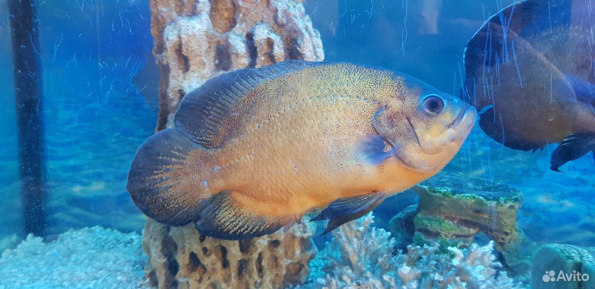 Астронотус