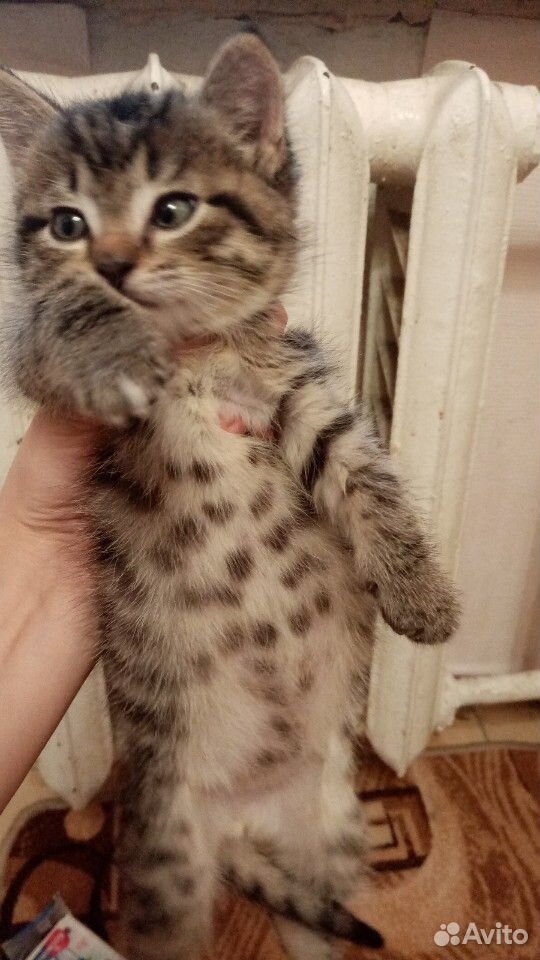 Кот